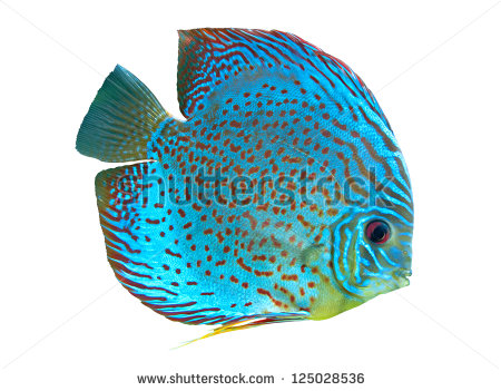stock-photo-spotted-blue-discus-freshwater-fish-native-to-the-amazon ...