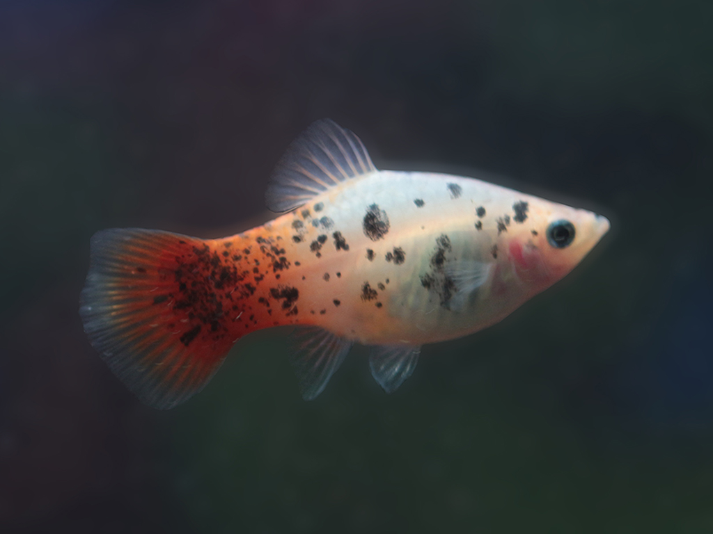 Platy Red White Calico – FISHINABOX