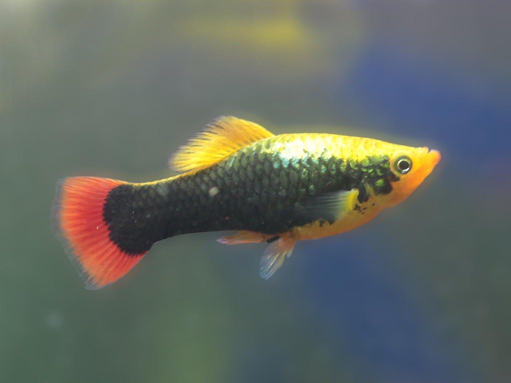 Platy Sunset Hawaii – FISHINABOX
