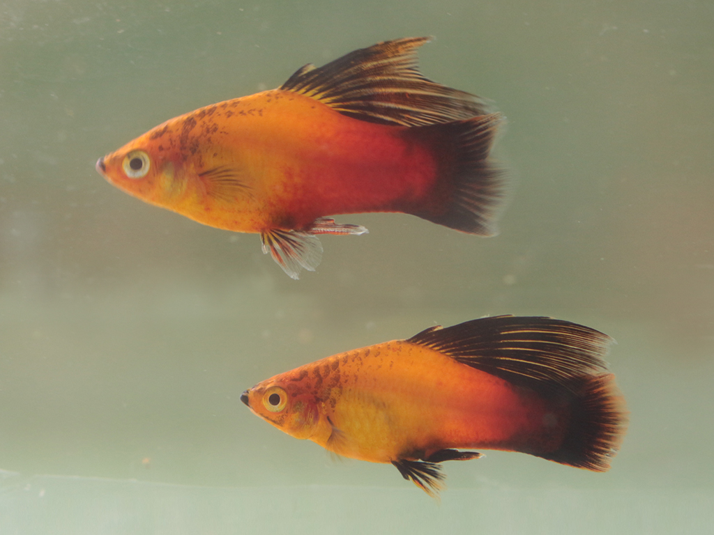 Xiphophorus Maculatus Platy Apple Tricolor Hifin – FISHINABOX