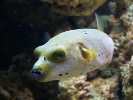 Dog Face Puffer Fish Teeth Dogface Puffer Fish With Big Teeth!