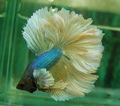 dumbo – FISHINABOX