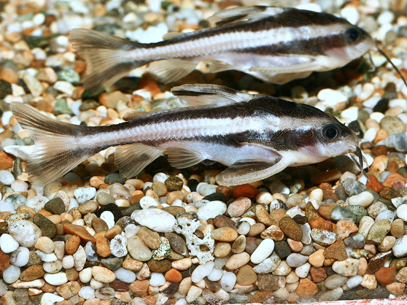 Chocolate Talking Catfish