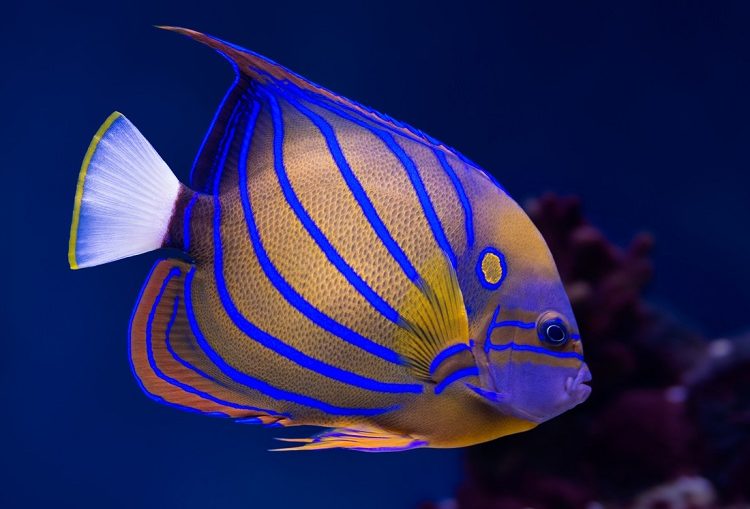 Tropical-Fish-750×509 – FISHINABOX